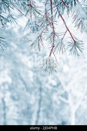 snow on the pine tree leaves in winter season Stock Photo - Alamy