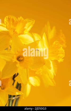 Daffodils flowers standing in a transparent vase against yellow wall ...