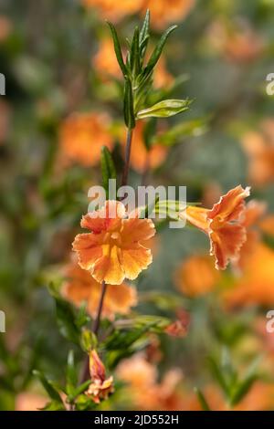 Orange Mimulus Aurantiacus (Bush Monkey Flower) grown at RHS Garden ...