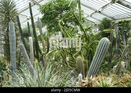 Cacti garden, Princess of Wales Conservatory Kew London UK Stock Photo ...