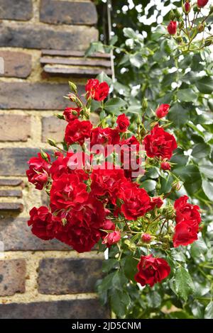 A rose flower at the Royal Botanic Gardens in Sydney, Australia, NSW ...