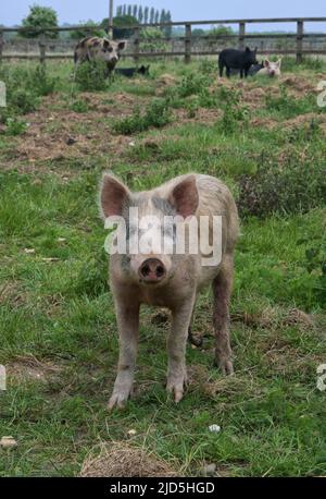 pigs in field, east anglia Stock Photo - Alamy