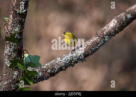 Beautiful vibrant image of yellow Siskin bird Spinus Spinus in Spring ...