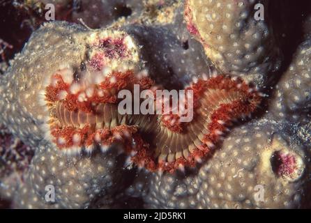 Fire worms (Hermodice carunculata) from Puerto Rico, the Caribbean ...