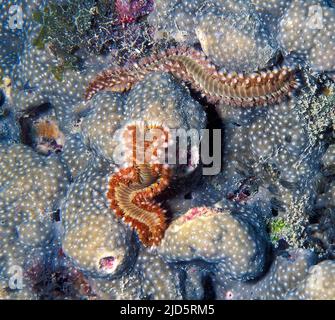 Fire worms (Hermodice carunculata) from Puerto Rico, the Caribbean ...