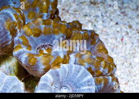 Acoel, commensal flatworms of the genus Waminoa living on a disc ...