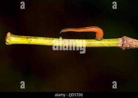 Tiger leech (Haemadipsa picta) from Deramakot Forest Reserve, Sabah ...