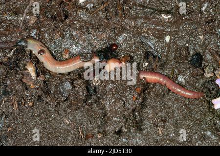 Common earthworm / lob worm (Lumbricus terrestris) digging into the ...