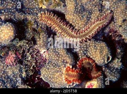 Fire worms (Hermodice carunculata) from Puerto Rico, the Caribbean ...