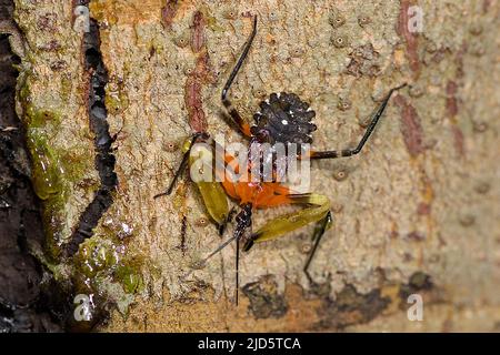 Resin assassin bug (Amulius sp., family Reduviidae) from the rainforest ...