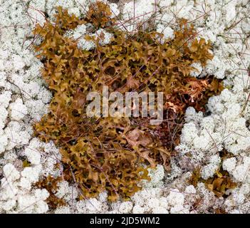 Iceland Lichen (Cetraria islandica islandica), Fungi, Vuosnainen, Suomi ...