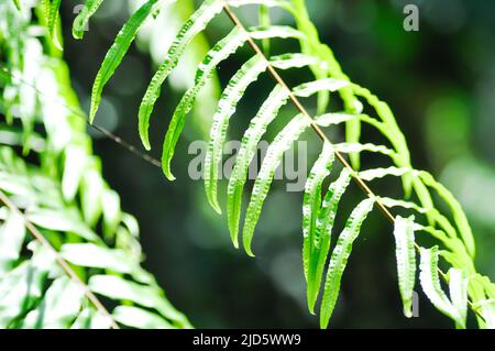 fern or Nephrolepis sp ,Nephrolepis sp cultivar or LOMARIOPSIDACEAE ...
