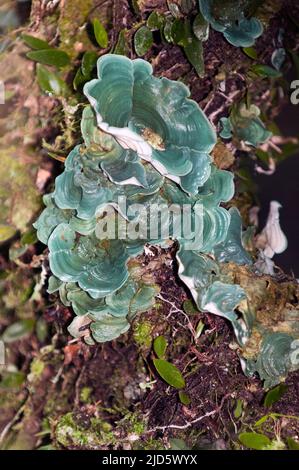 Dictyonema glabratum, a cyanolichen that contain symbiotic ...