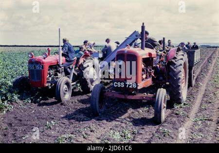 1950s, historical, British farming, two pigs outdoors in a field eating ...