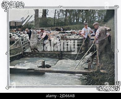 Sheep dipping on a British farm Stock Photo - Alamy