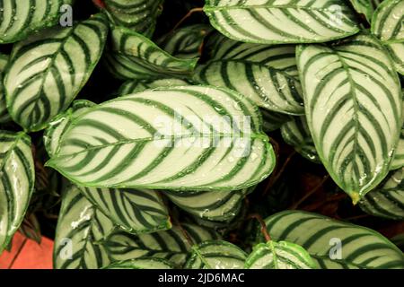 Beautiful Ctenanthe Setosa plant in the garden Stock Photo - Alamy