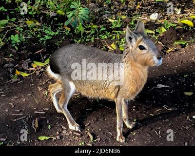 Maras in nature. Wild animals Stock Photo - Alamy