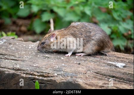 Brown Rat at Gosforth Park Nature Reserve, Newcastle upon Tyne UK Stock ...
