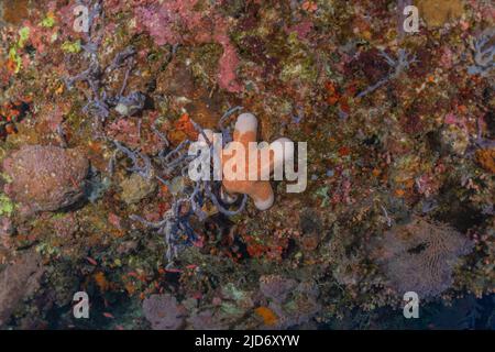 Starfish On the seabed at the Tubbataha Reefs Philippines Stock Photo ...