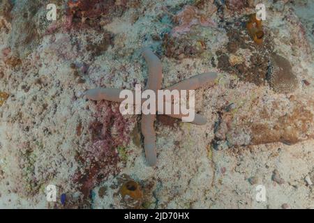 Starfish On the seabed at the Tubbataha Reefs Philippines Stock Photo ...