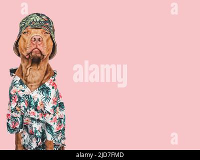 Lovable, pretty brown puppy, stylish shirt and heart shaped sunglasses ...