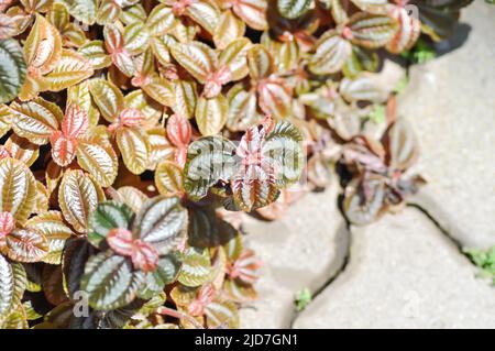 pilea spruceana Wedd, urticaceae or silver tree or pilea involucrata ...