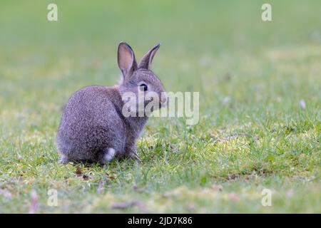 Young rabbit [ Oryctolagus cuniculus ] on lawn in golden morning light ...