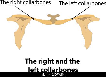 Shoulder joint and human body front and side view outline icons ...