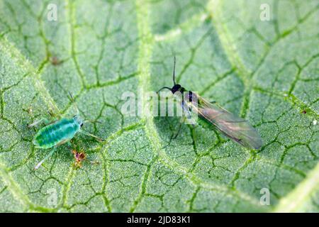 Willow carrot aphid, Cavariella aegopodii on a leaf Stock Photo - Alamy