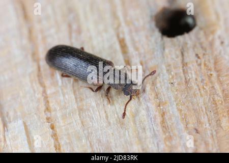 European lyctus beetle - Lyctus linearis. Common wood-destroying insect ...