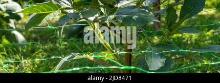 Cut flower netting. Plant support net. Using plastic garden netting to ...