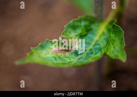 Browning damaged leaves due to Leaf scorch (leaf burn, leaf wilt, leaf ...