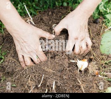 Hands planting seeds in fertile soil Stock Photo - Alamy