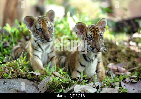 KUMAL, SANGHA THE TIGER CUBS, TWO BROTHERS, 2004 Stock Photo - Alamy