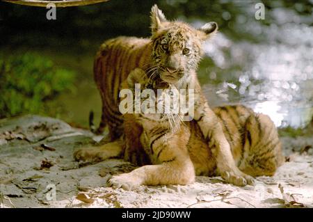 KUMAL, SANGHA THE TIGER CUBS, TWO BROTHERS, 2004 Stock Photo - Alamy