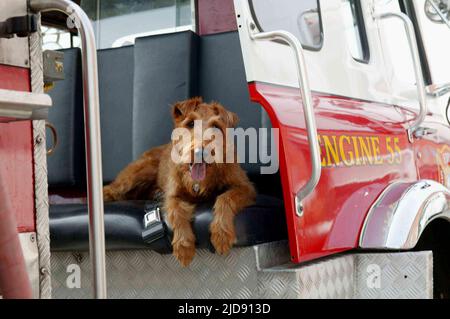 REXX THE DOG, FIREHOUSE DOG, 2006 Stock Photo - Alamy