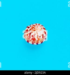 Flat Lay isolated image of a coastal seashell on a light blue ...