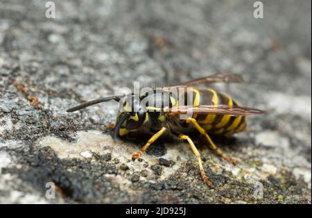 Yellowjacket feeding on sap pouring out of aspen tree Stock Photo - Alamy