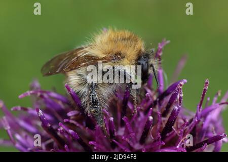 A Common Carder Bumblebee (Bombus pascuorum) on a Michaelmas daisy ...