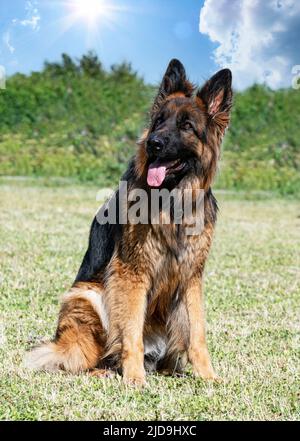 gray german shepherd training for competition of obedience Stock Photo ...