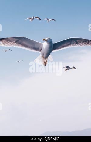 Common sea gulls flock flying In Greece Stock Photo - Alamy