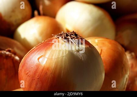 close-up dried onions detail Stock Photo - Alamy