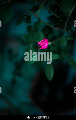 Beautiful roses shimmering in the morning sun Stock Photo - Alamy