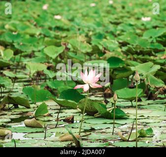 The lotus blooms in the morning in the swamp Stock Photo - Alamy