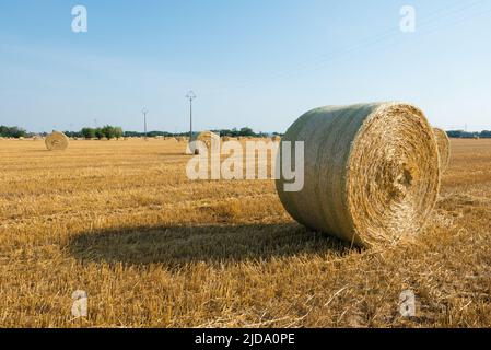 A field of maize with some hay bales pictured in northern Italy in late ...