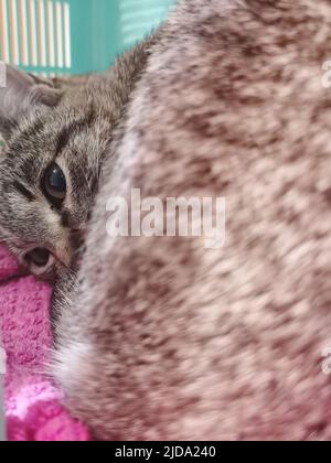 Young sick tabby cat wearing a collar - Feline veterinary care Stock ...