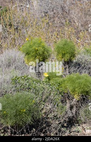 Midday Winter sun energizes a Coastal Sage Scrub habitat on foothills ...