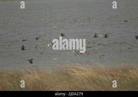 Garganey Spatula querquedula and white-faced whistling ducks ...