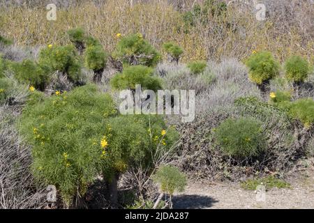 Midday Winter sun energizes a Coastal Sage Scrub habitat on foothills ...