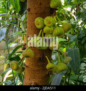Fruit of a Ficus Auriculata, Roxburgh Fig fig tree from Asia Stock ...